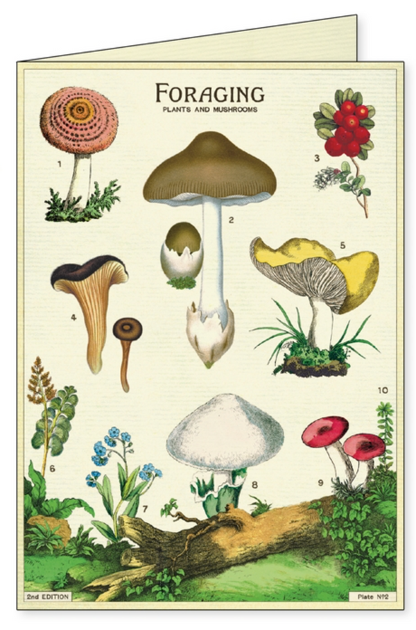 Foraging Mushroom Boxed Note Cards - Ladyfingers Letterpress